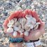 Seashell Repurposing | I Love Shelling