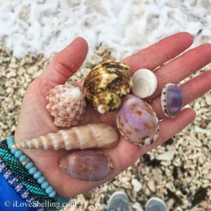 Finding Seashells in The Seychelles | I Love Shelling