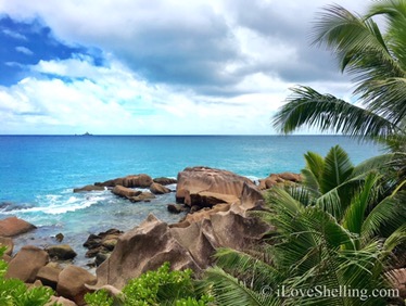 Finding Seashells in The Seychelles | I Love Shelling