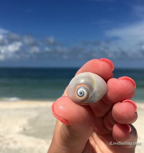 I’ve Never Met A Seashell I didn’t Like | I Love Shelling