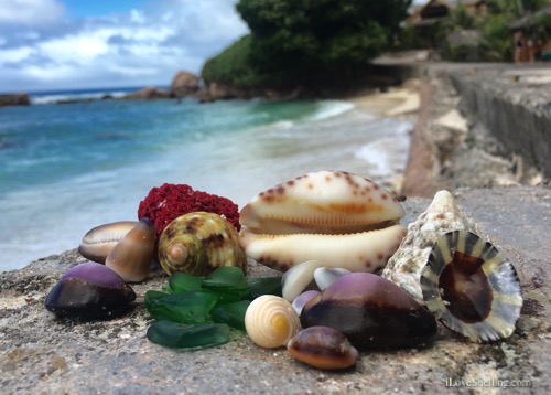 She Saw Seashells While Sailing The Seychelles | I Love Shelling