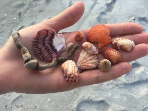 Beachcombing Inspired Seashell Jewelry | I Love Shelling