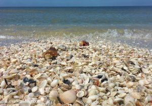 Big Fun on Big Hickory iLoveShelling Cruises | I Love Shelling