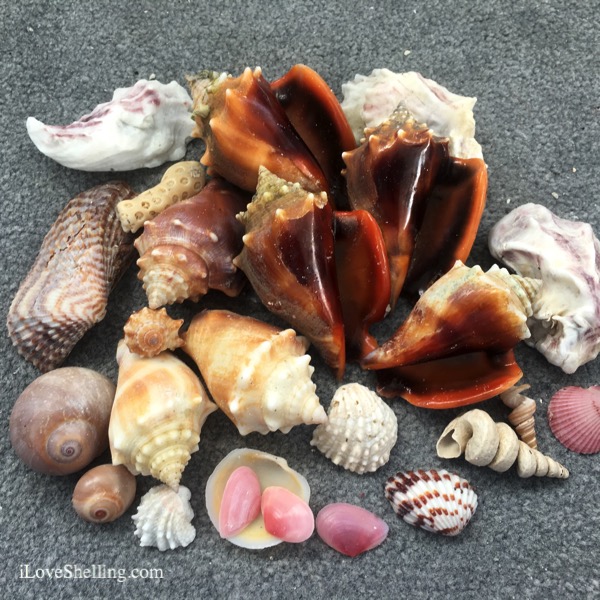 Big Fun on Big Hickory iLoveShelling Cruises | I Love Shelling