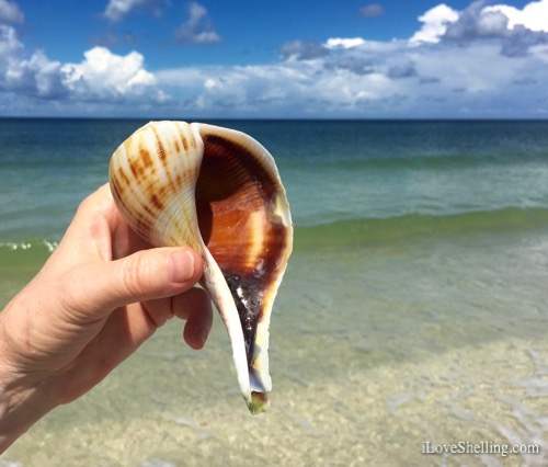Beautiful Day With Beautiful Shellers | I Love Shelling