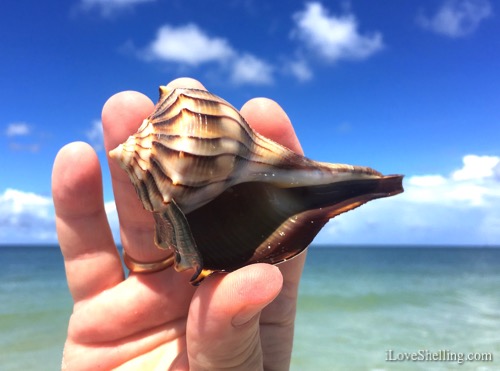 Beautiful Day With Beautiful Shellers | I Love Shelling