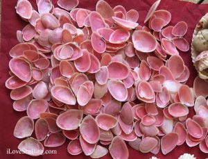 Shells Of The Heart | I Love Shelling