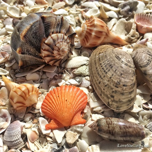 Beautiful Day With Beautiful Shellers | I Love Shelling