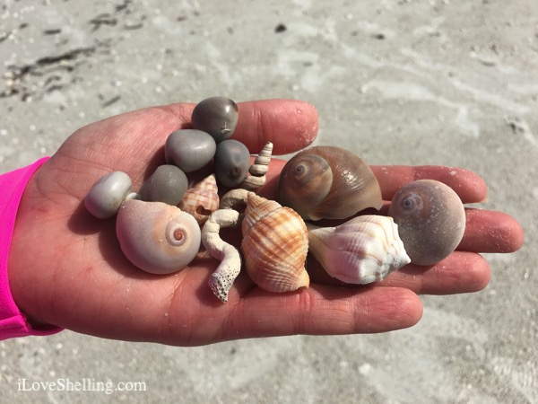 Big Fun on Big Hickory iLoveShelling Cruises | I Love Shelling