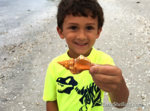 The Calm After The Storm | I Love Shelling