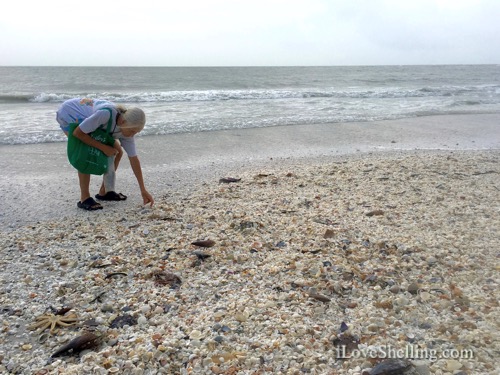 The Calm After The Storm | I Love Shelling