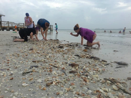 Seashell Treasures Brought to the Islands By Hermine | I Love Shelling