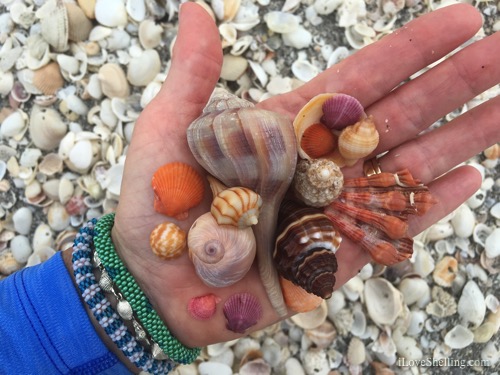 Seashell Treasures Brought to the Islands By Hermine | I Love Shelling