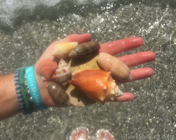 Paradise Found On Bowman's Beach Sanibel | I Love Shelling