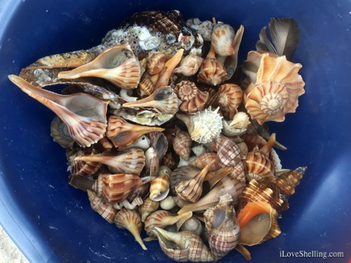 Seashell Treasures Brought to the Islands By Hermine | I Love Shelling