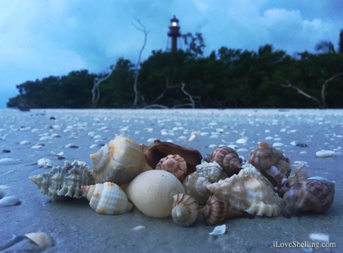 Seashell Treasures Brought to the Islands By Hermine | I Love Shelling