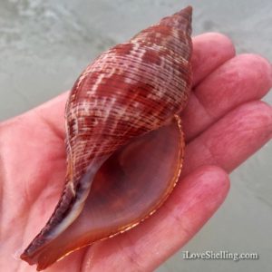 The Calm After The Storm | I Love Shelling