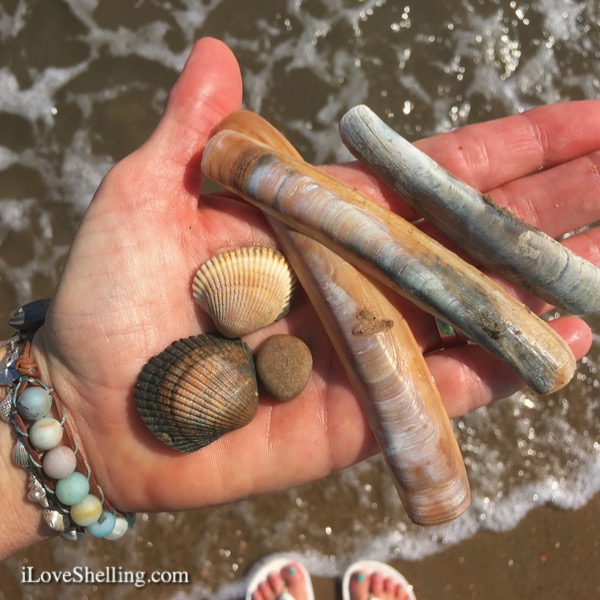 Sanibel Shelling and Shell Love Bug | I Love Shelling