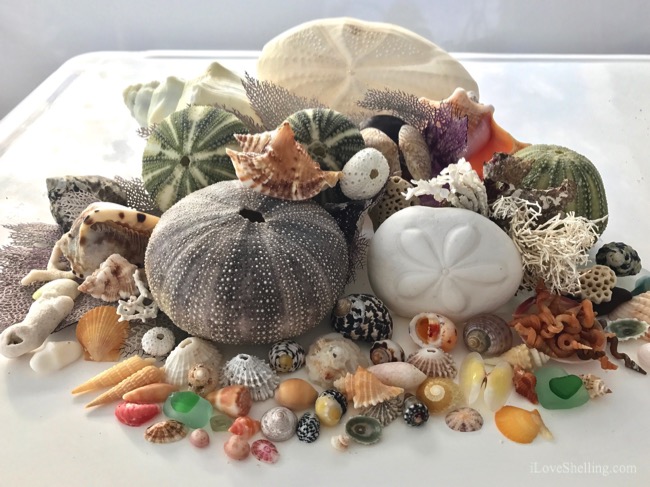 Combing The Beaches Of The World One Island At A Time | I Love Shelling