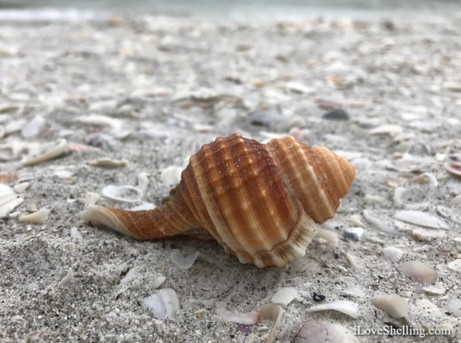 Hot Diggity Dog-Head Triton | I Love Shelling