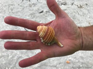 Hot Diggity Dog-Head Triton | I Love Shelling