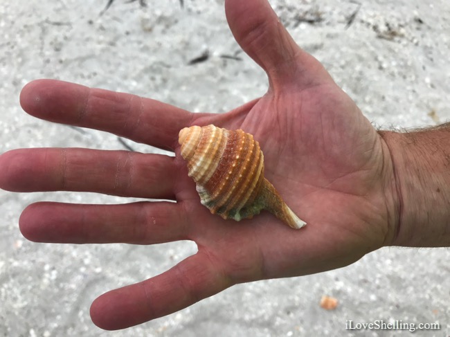 Hot Diggity Dog-Head Triton | I Love Shelling