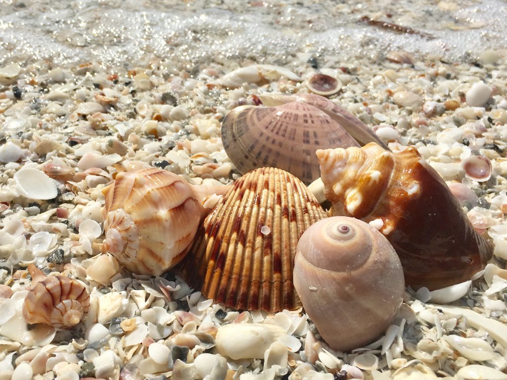 iLoveShelling Seashell Adventure to Cayo Costa… On Video | I Love Shelling