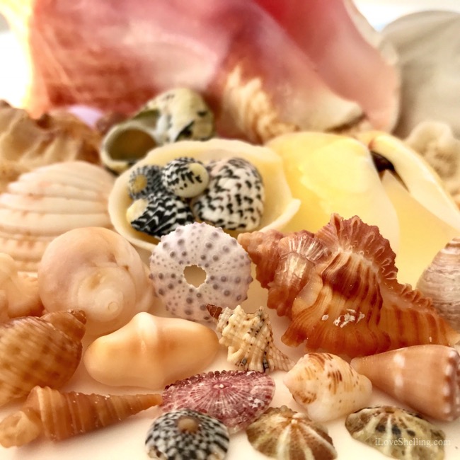 Combing The Beaches Of The World One Island At A Time | I Love Shelling