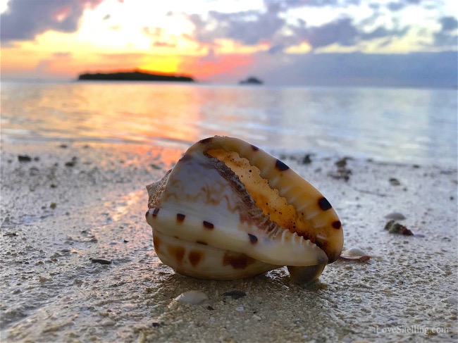 Combing The Beaches Of The World One Island At A Time | I Love Shelling