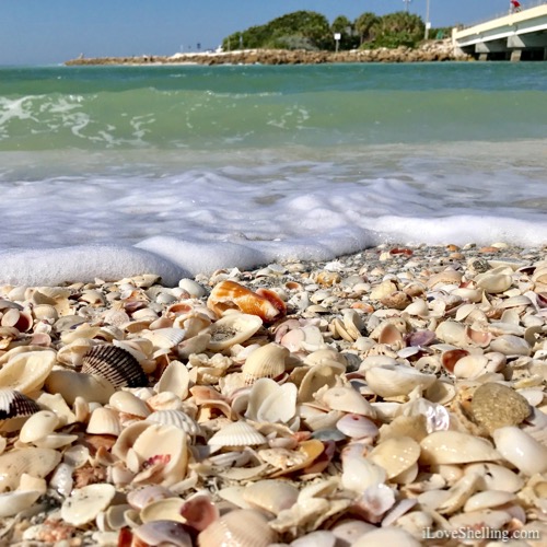 A Week Of Shell Wonder | I Love Shelling