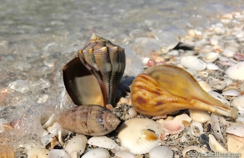 A Week Of Shell Wonder | I Love Shelling