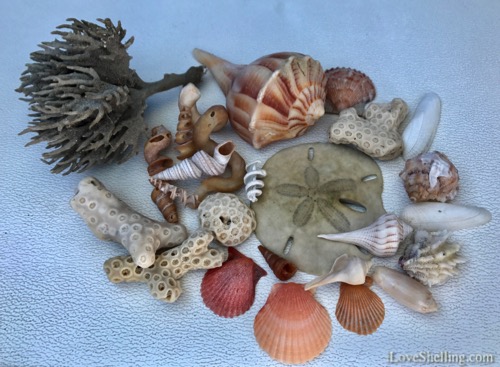 Island Beach Combing Treats and Treasures | I Love Shelling