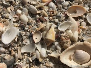 Island Beach Combing Treats and Treasures | I Love Shelling