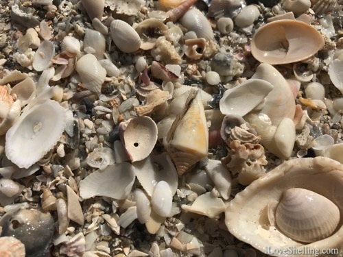 Island Beach Combing Treats and Treasures | I Love Shelling