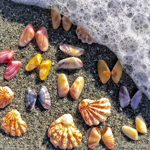 A Week Of Shell Wonder | I Love Shelling