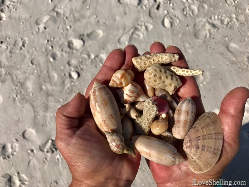 Island Beach Combing Treats and Treasures | I Love Shelling