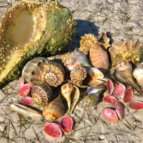 A Week Of Shell Wonder | I Love Shelling