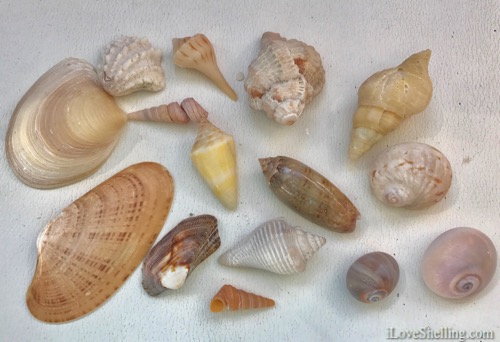 Island Beach Combing Treats and Treasures | I Love Shelling