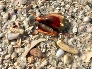 Island Beach Combing Treats and Treasures | I Love Shelling
