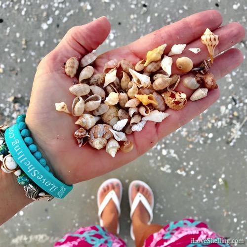 A Week Of Shell Wonder | I Love Shelling