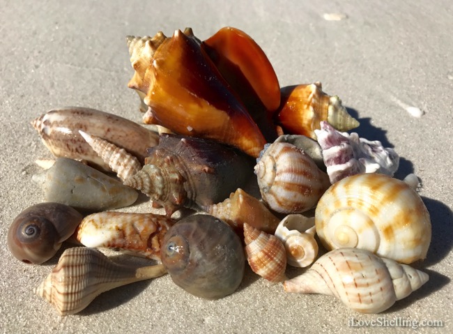 shells-on-sand-1 | I Love Shelling