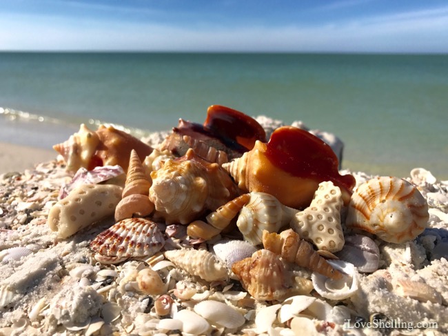 southwest-florida-seashells-blue-water-1 southwest-florida-seashells ...