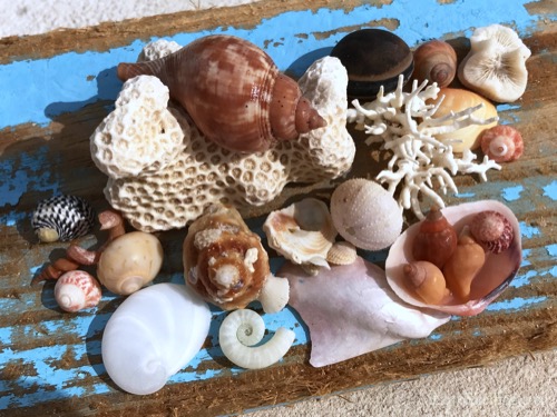 Beachcombing Eleuthera Island in the Bahamas | I Love Shelling