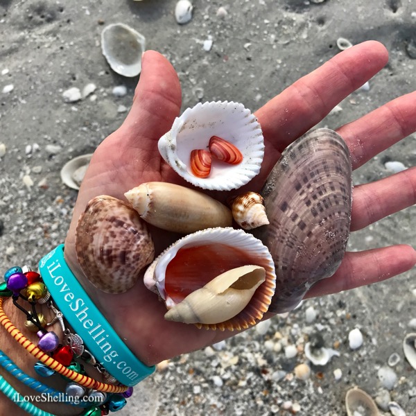 Best Gifts From The Sea | I Love Shelling