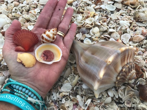 Being In the Right Place For Shelling | I Love Shelling