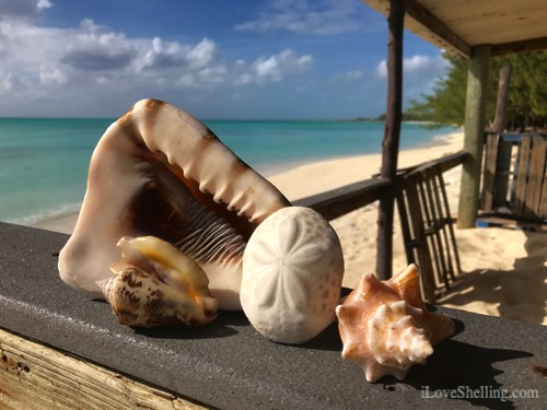 Beachcombing Eleuthera Island in the Bahamas | I Love Shelling