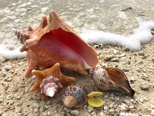 Beachcombing Eleuthera Island in the Bahamas | I Love Shelling