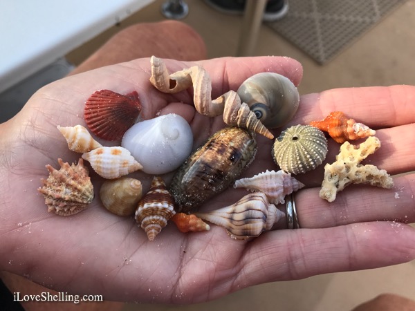 Best Gifts From The Sea | I Love Shelling