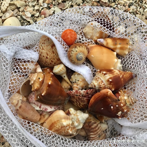 Being In the Right Place For Shelling | I Love Shelling