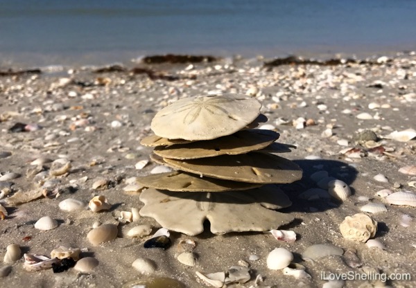 Shelling Worth Every Sand Dollar | I Love Shelling